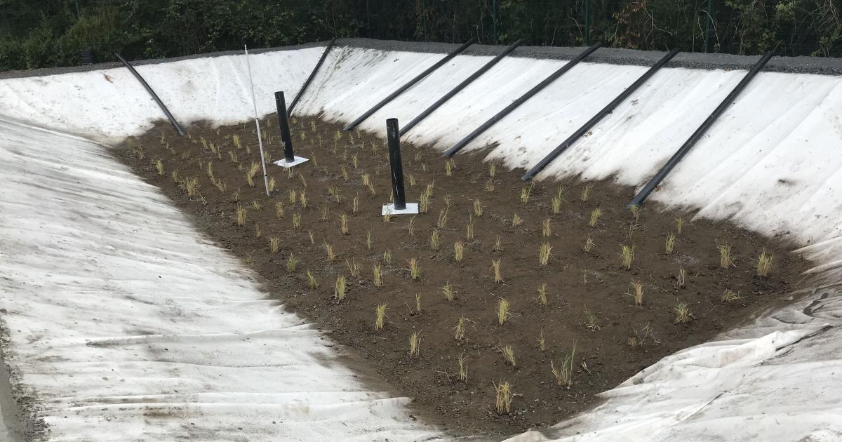 Carlow Sludge Reed Beds | Projects | Uisce Éireann (formerly Irish Water)